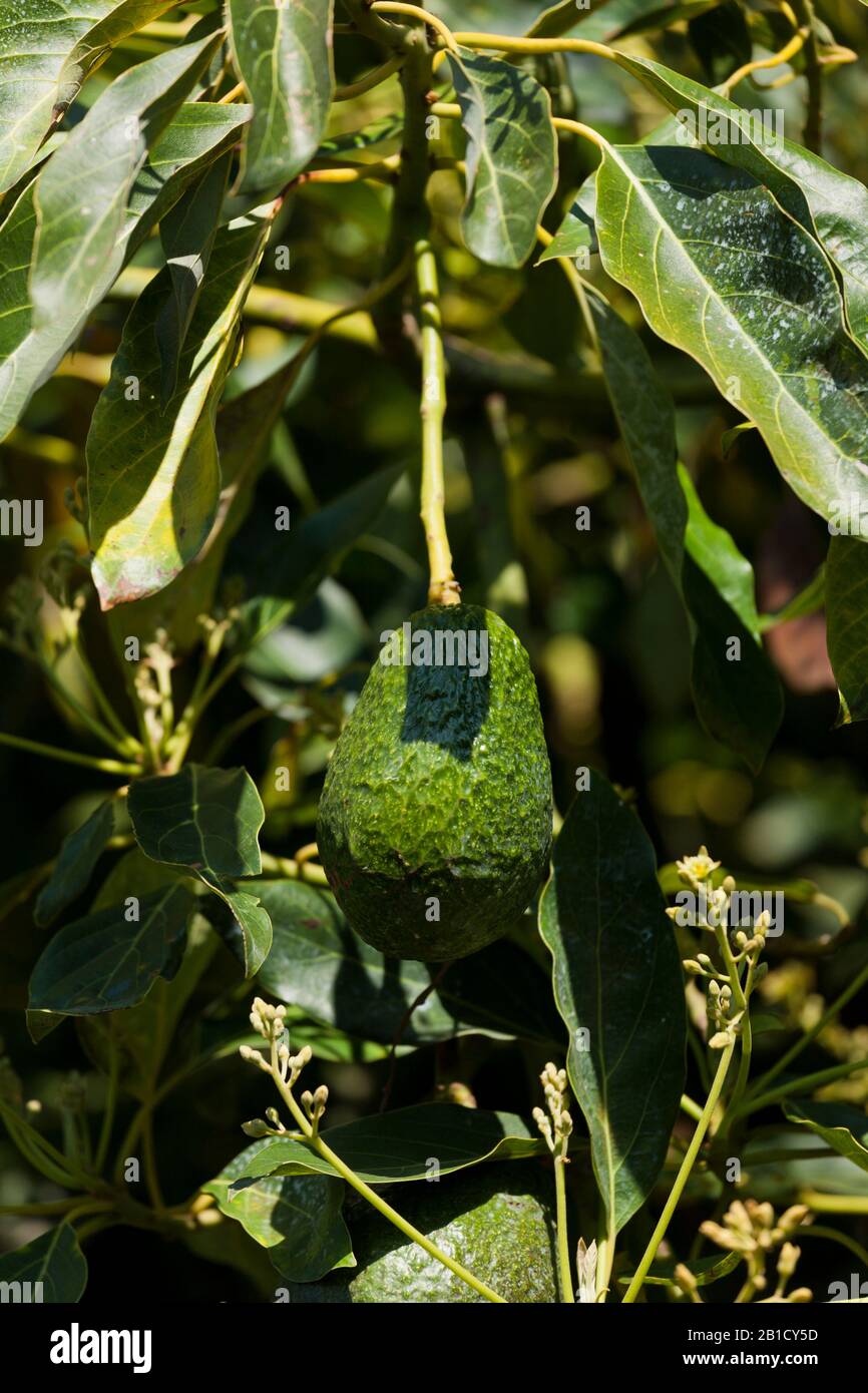 Avocado tree, Avocado field, Paricutin volcano, state of Michoacan ...