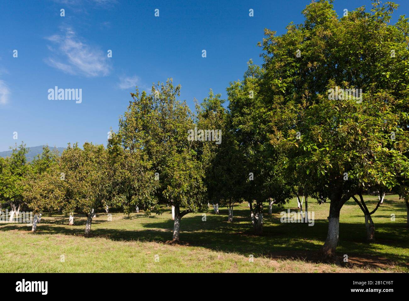 Mexico avocado farm hi-res stock photography and images - Alamy