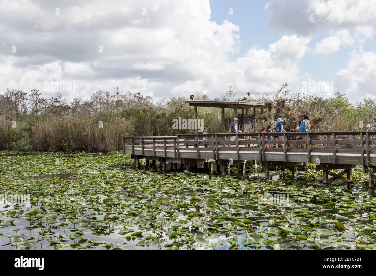 Visitors sightseeing in the Everglades National Park near Homestead ...