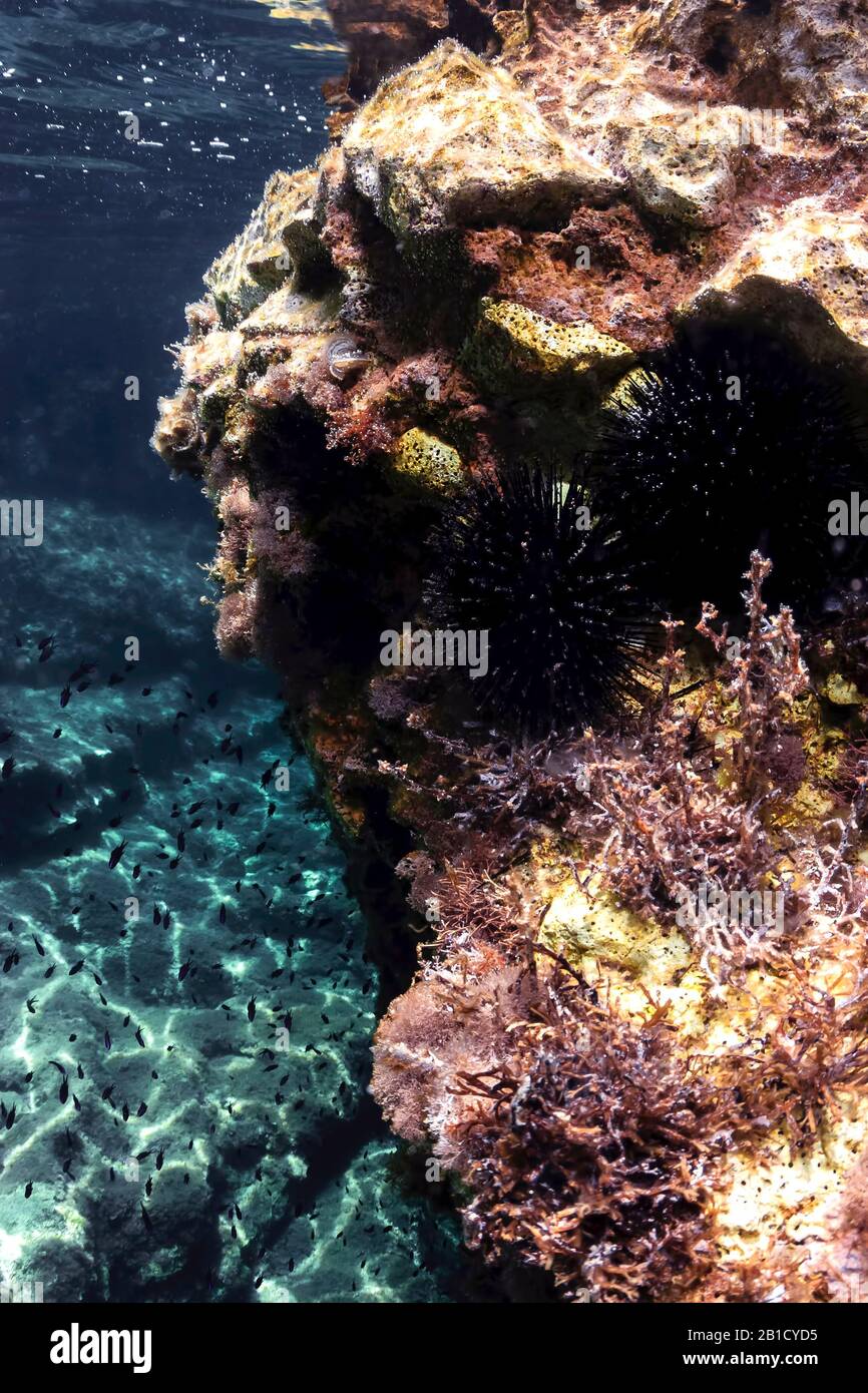 Mediterranean reef fish hi-res stock photography and images - Alamy