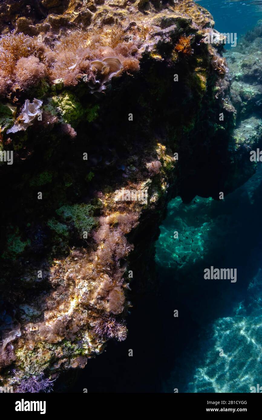 Mediterranean reef fish hi-res stock photography and images - Alamy