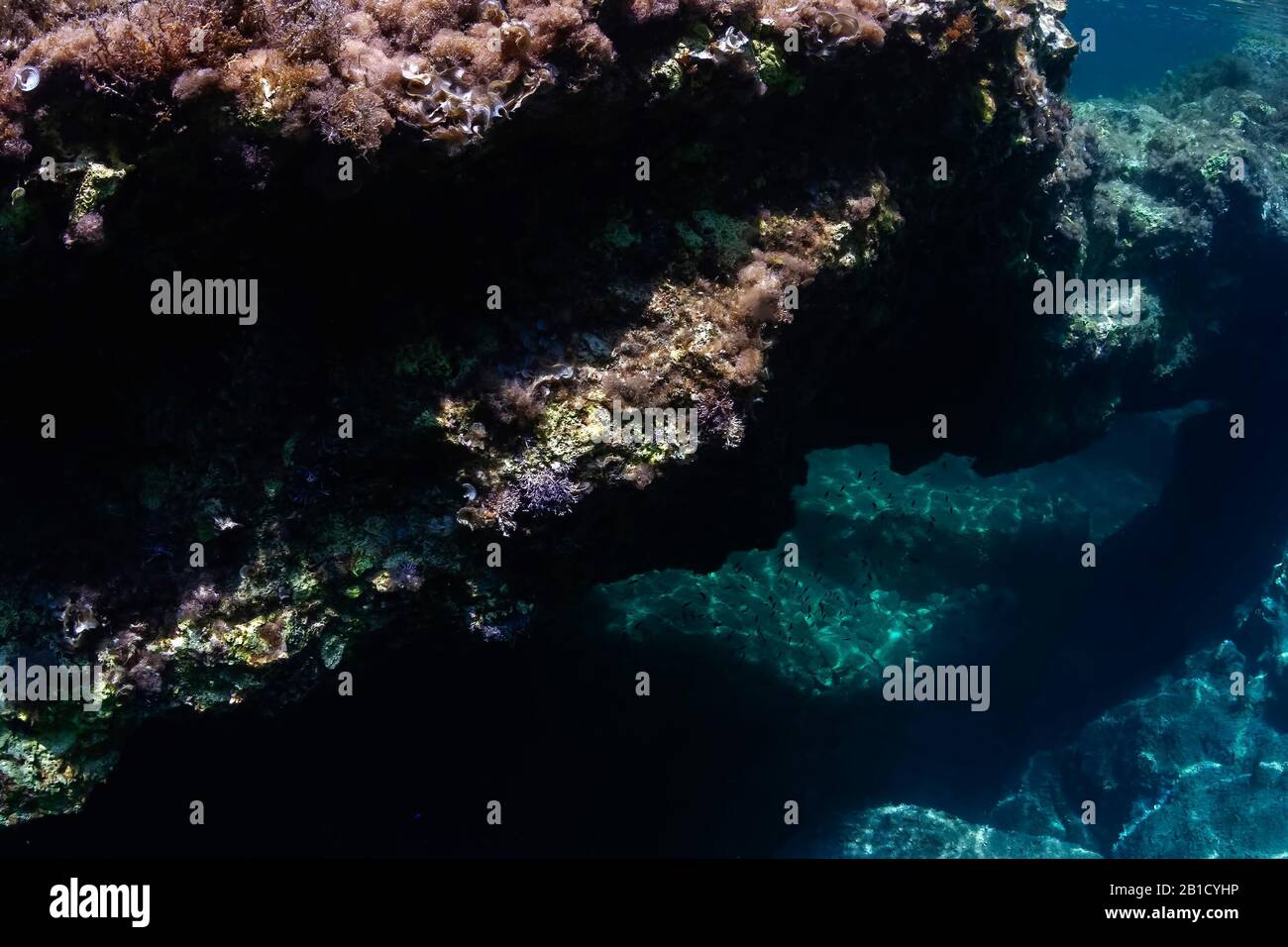 Mediterranean reef fish hi-res stock photography and images - Alamy