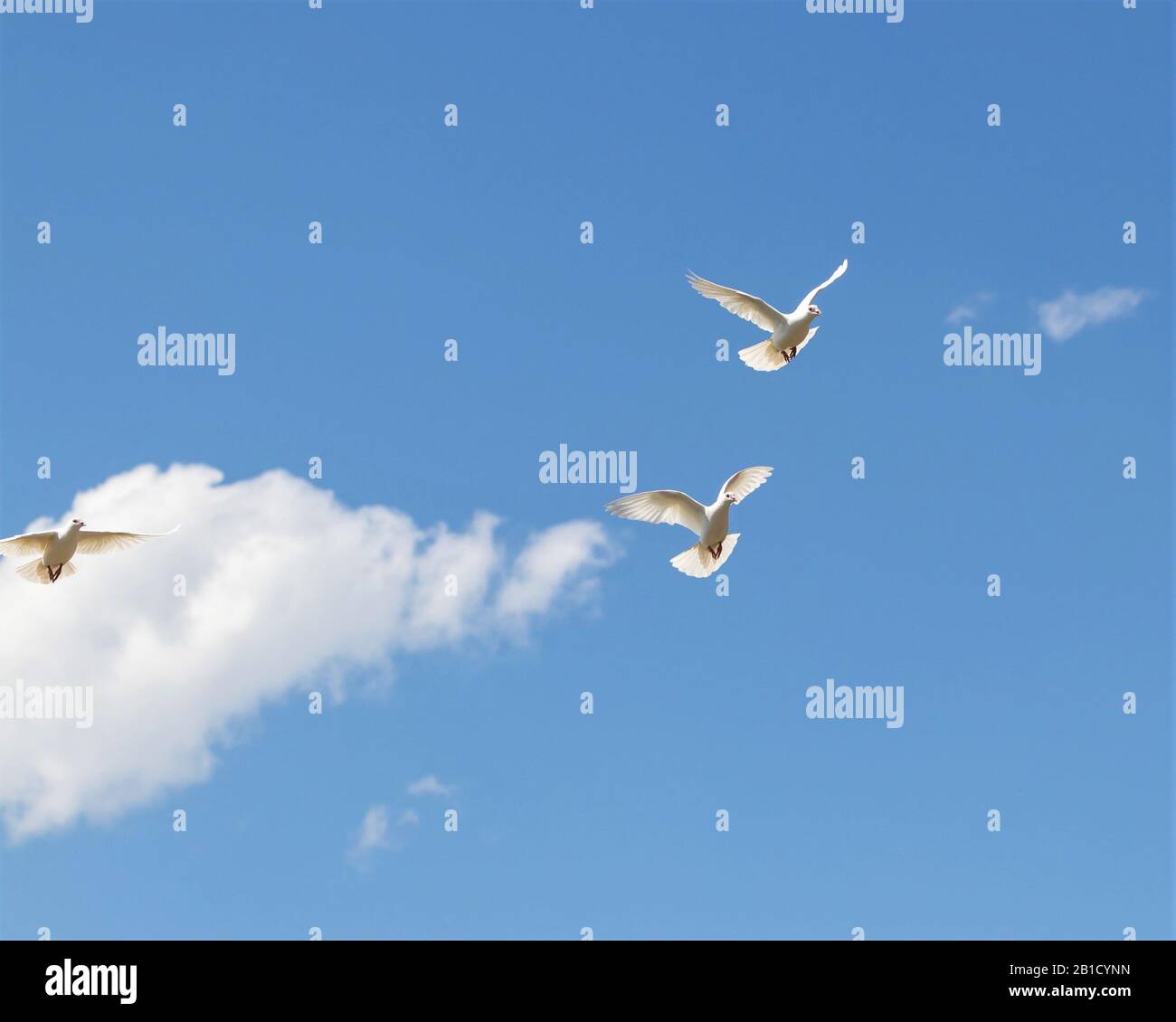 White dove flying blue sky hi-res stock photography and images - Alamy