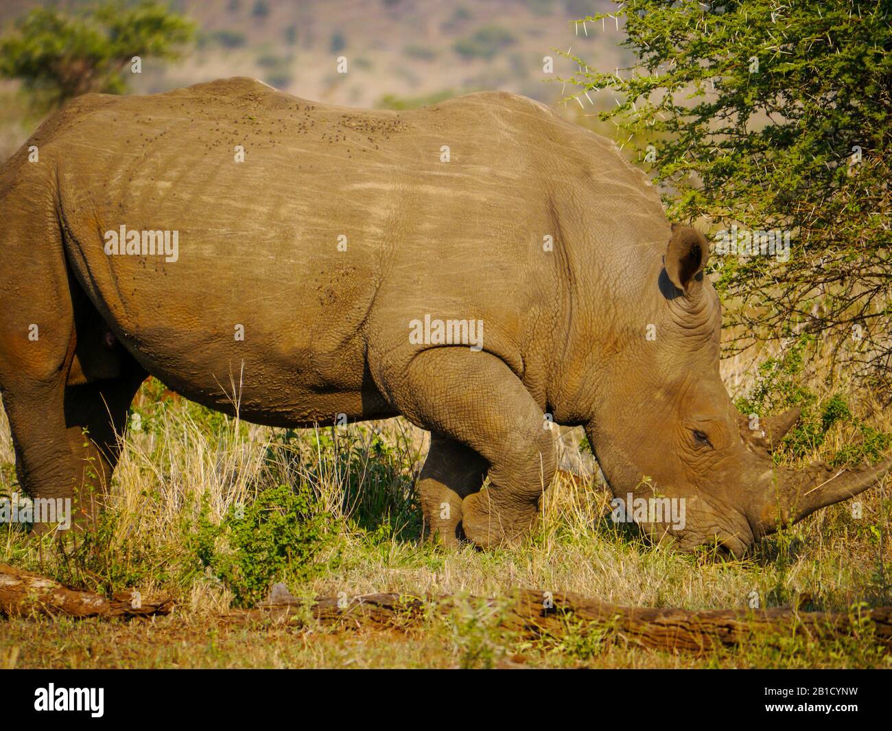 Glory skin hi-res stock photography and images - Alamy