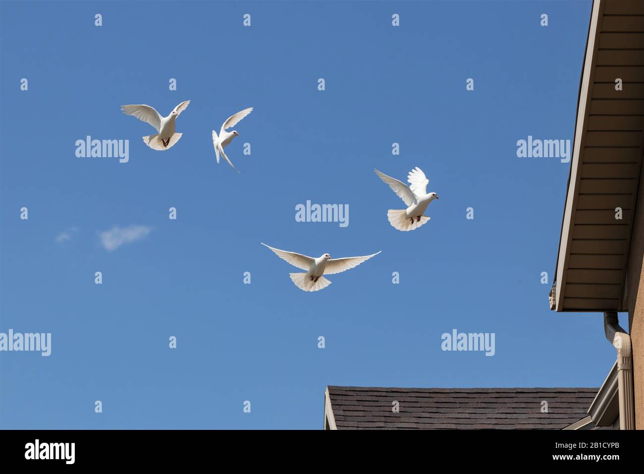 White dove flying blue sky hi-res stock photography and images - Alamy