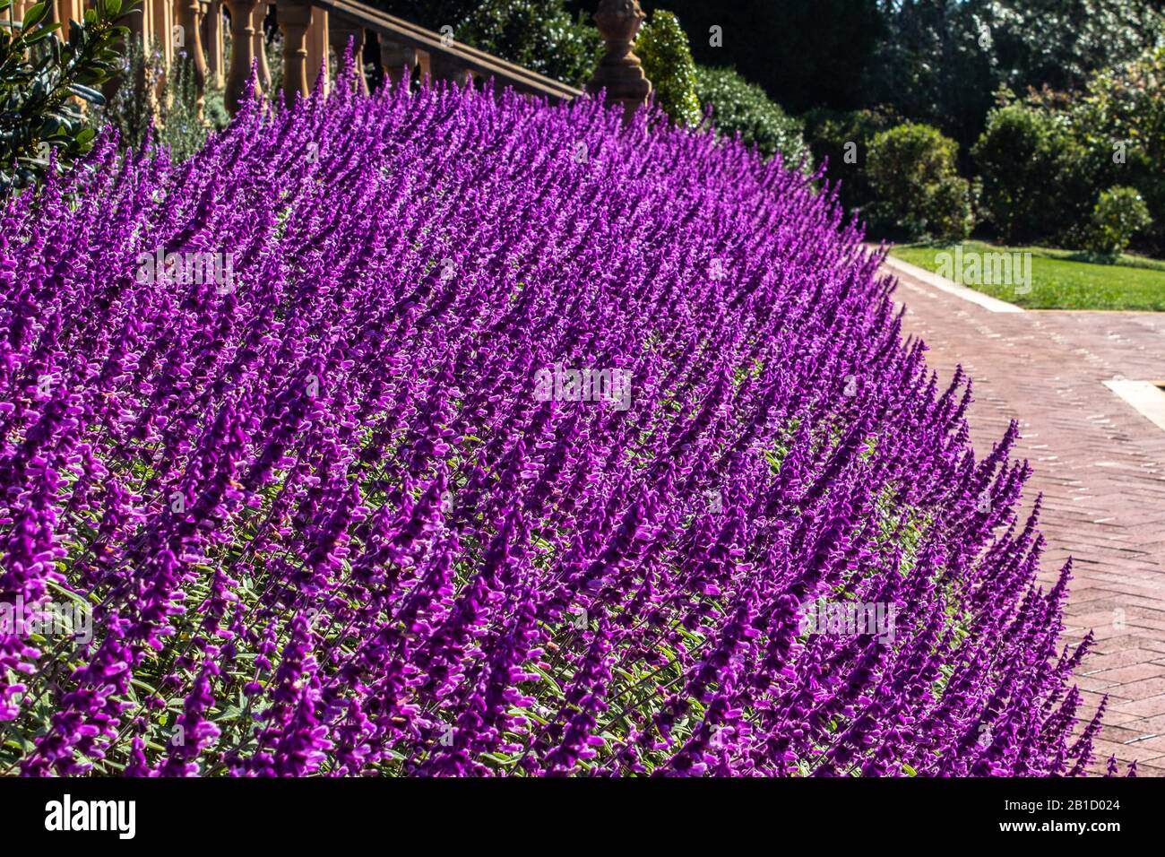 Purple lilac Salvia flowers mass planting in garden with paved pathway ...