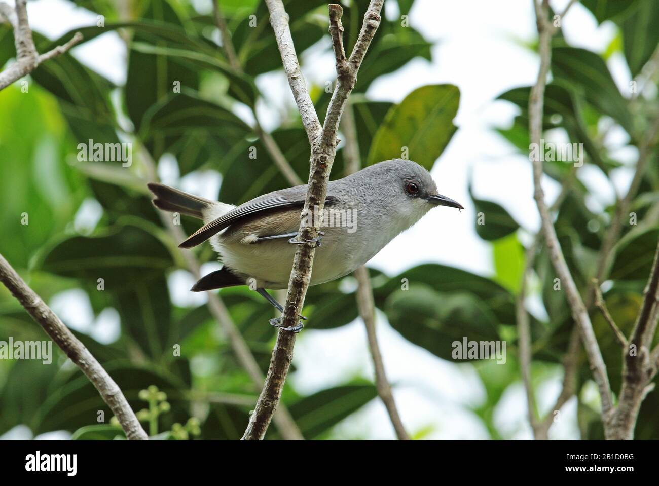 Endemic to the island of mauritius hi-res stock photography and images ...