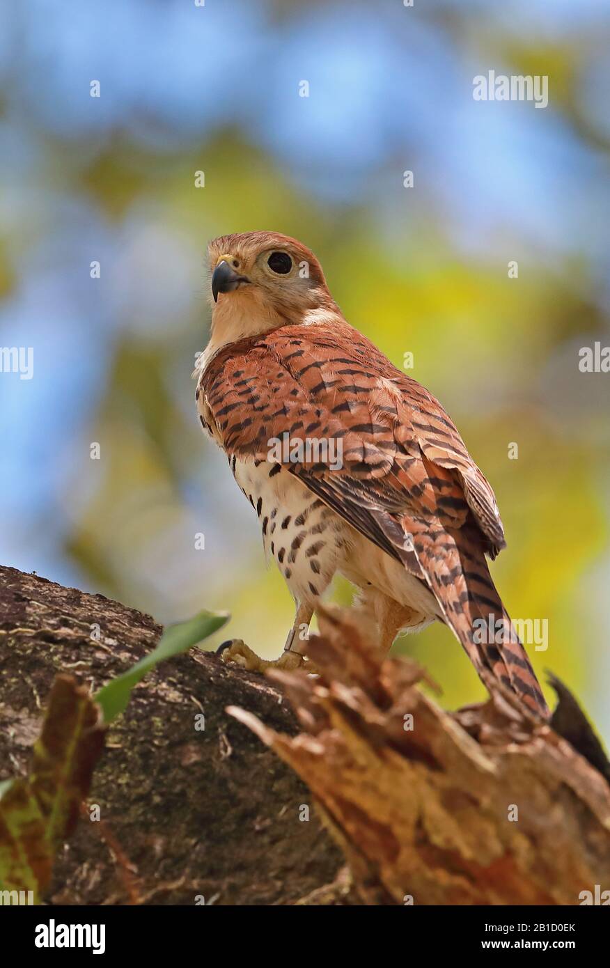 Mauritius bird hi-res stock photography and images - Alamy