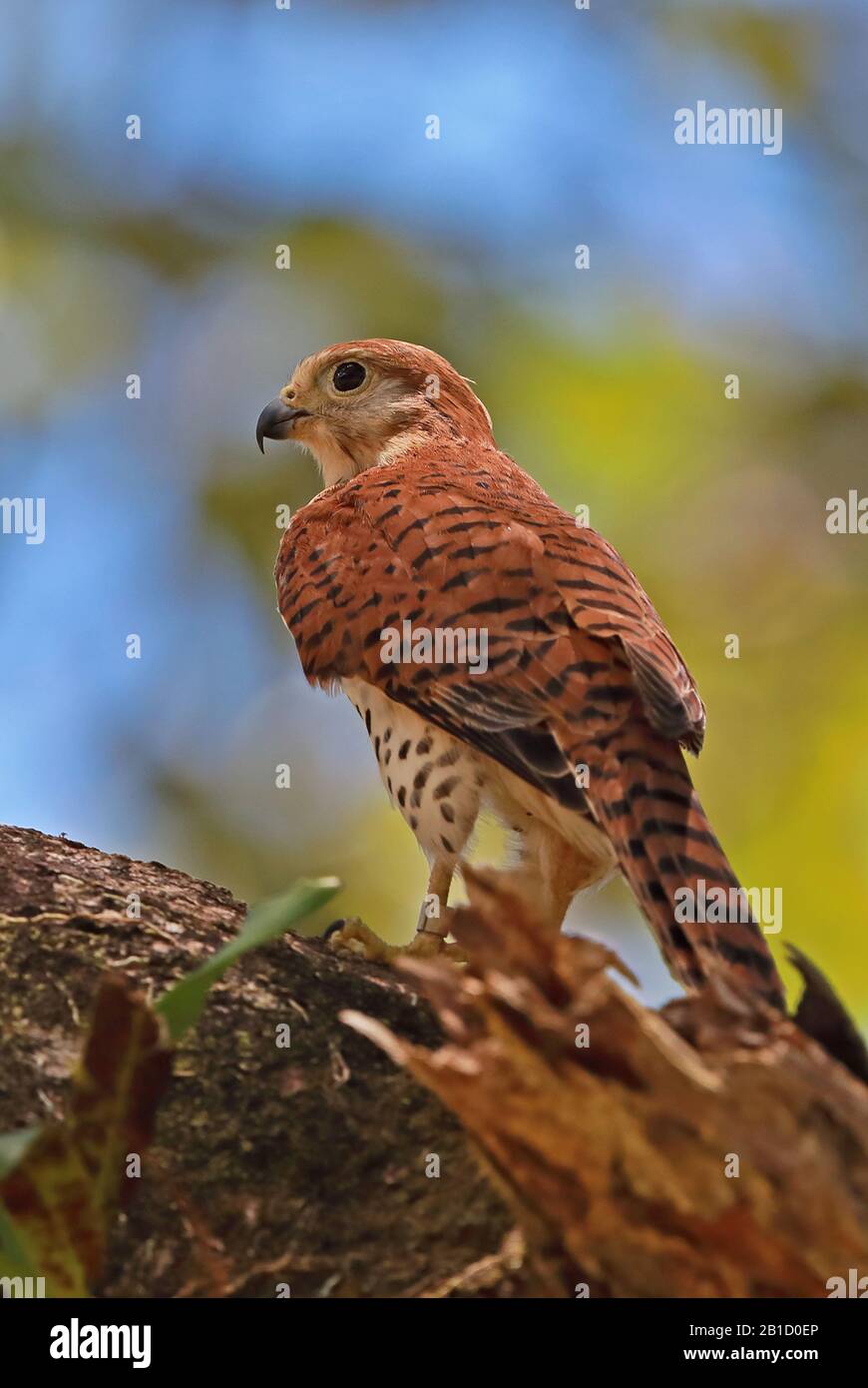 Falco punctatus hi-res stock photography and images - Alamy