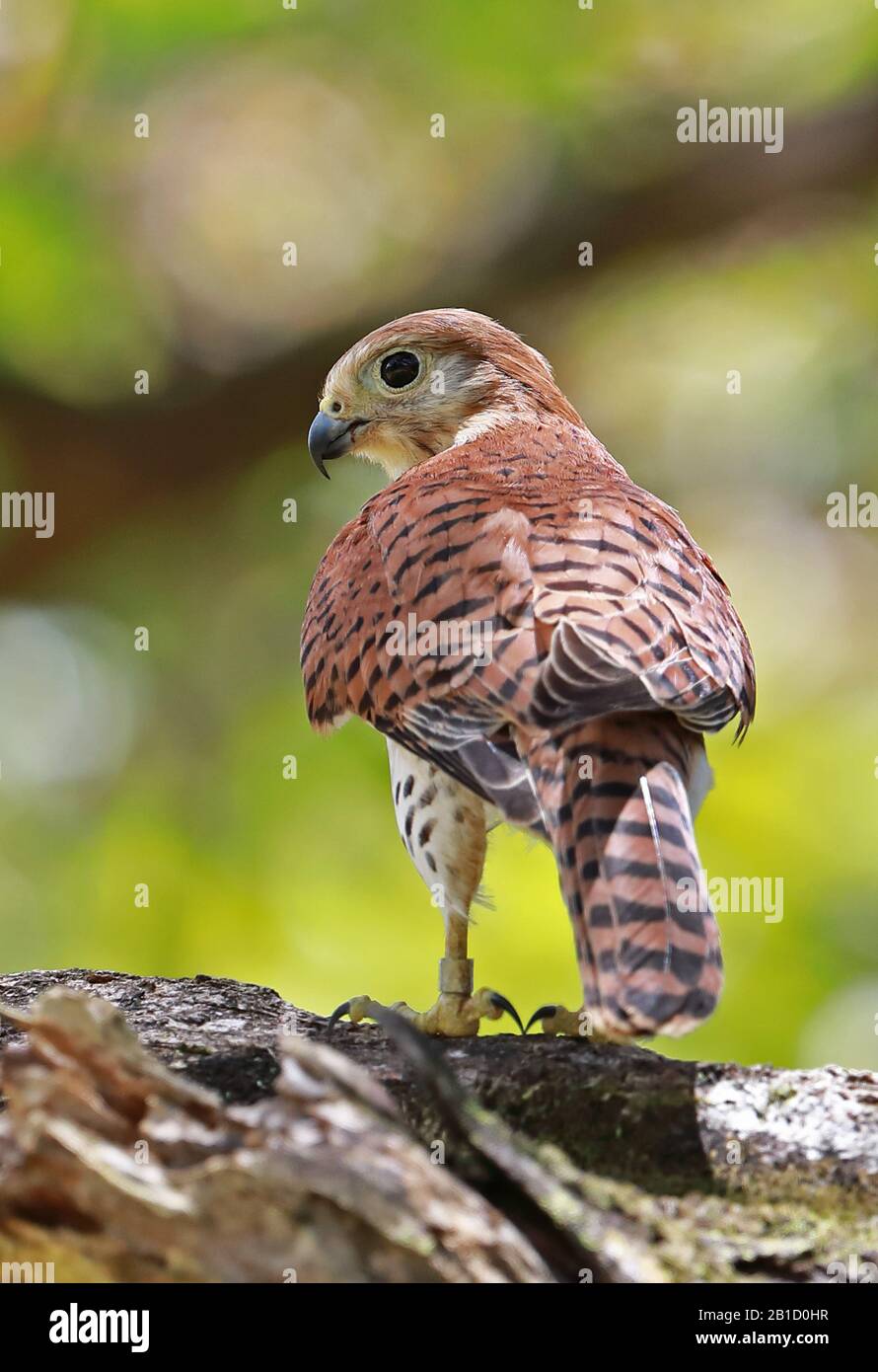 Mauritius Kestrel (Falco punctatus) adult perched on branch, endangered ...