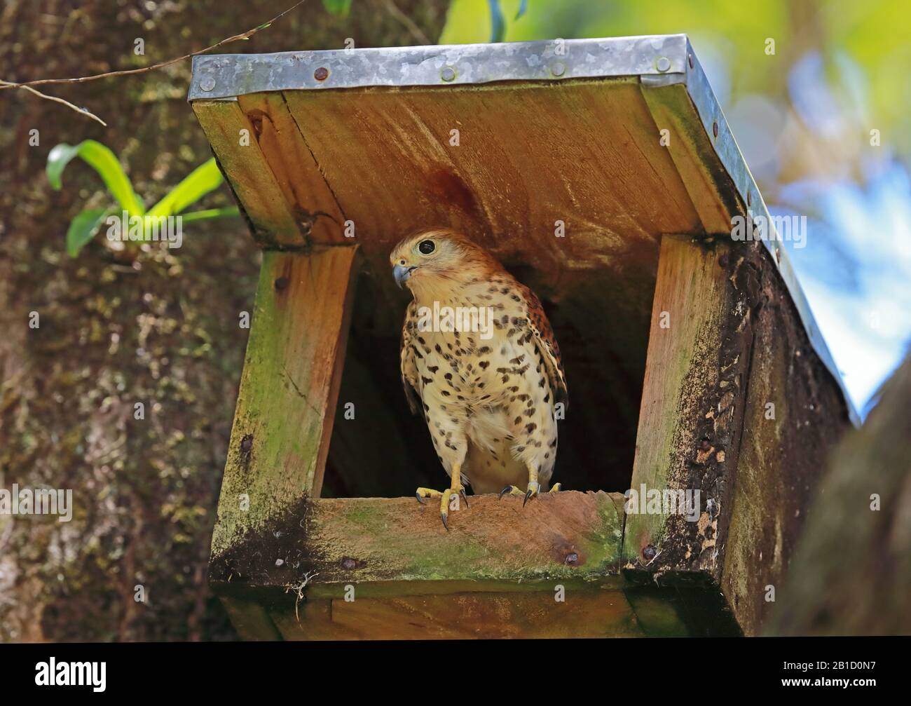 Mauritius Kestrel (Falco punctatus) adult perched at entrance of nest ...