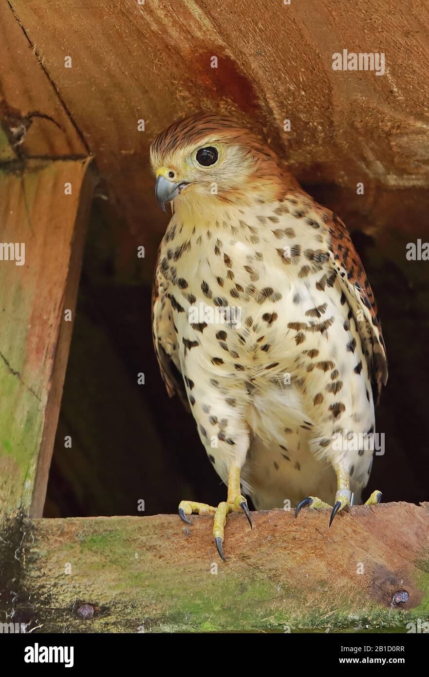 Mauritius Kestrel (Falco punctatus) adult perched at entrance of nest ...