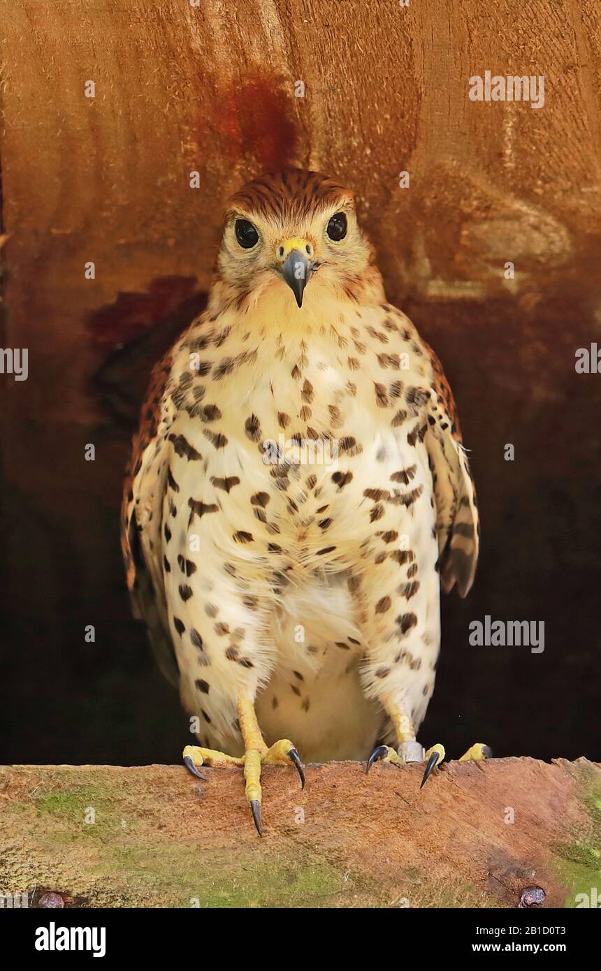 Mauritius kestrel hi-res stock photography and images - Alamy