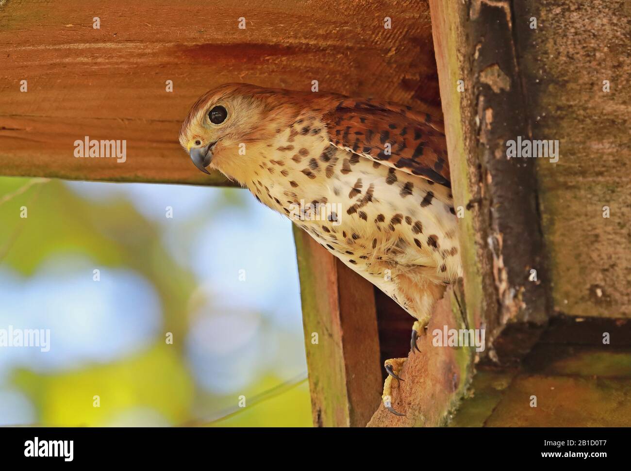 Mauritius Kestrel (Falco punctatus) adult perched at entrance of nest ...