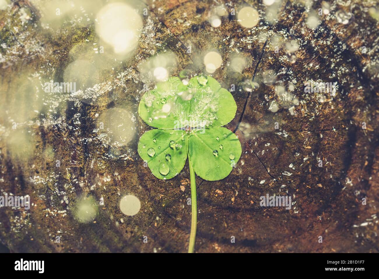 Water splashing on lucky four leaf clover, good luck shamrock, or lucky ...