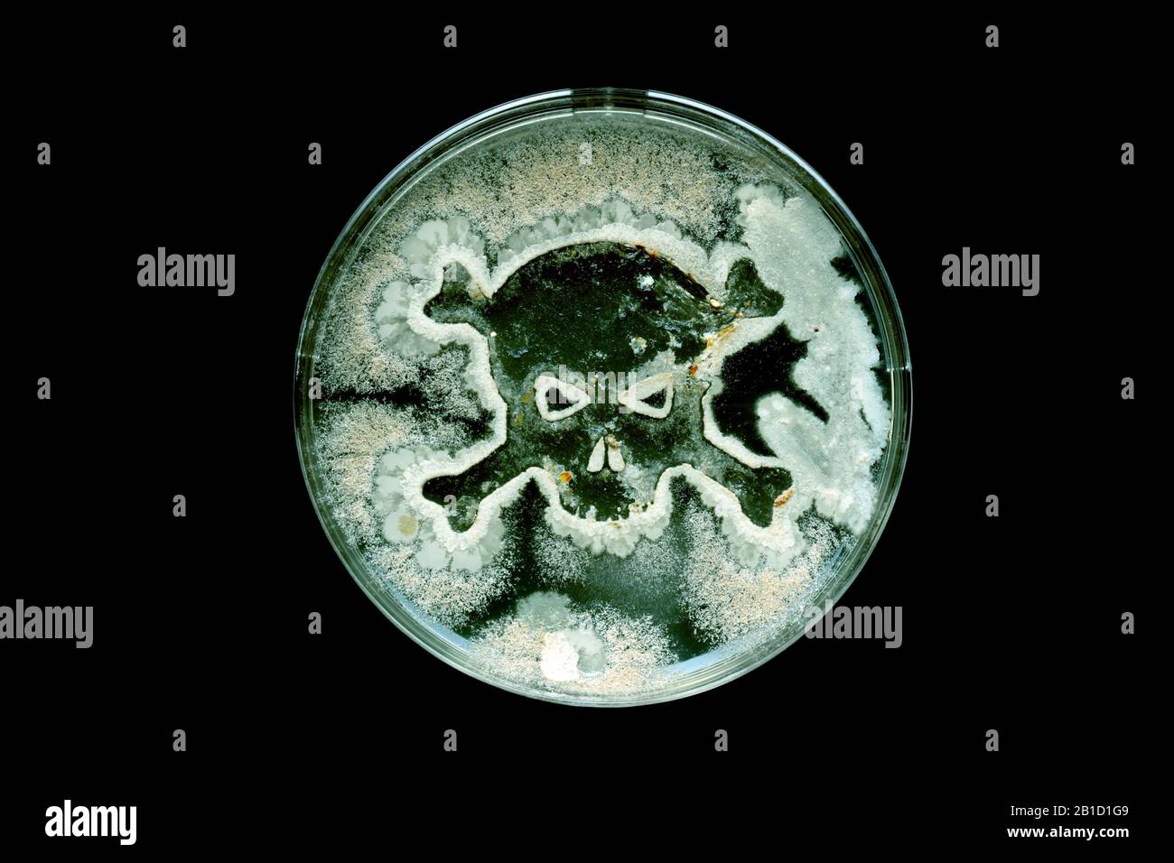 Petri dish growing bacteria in the shape of a skull and crossbones ...