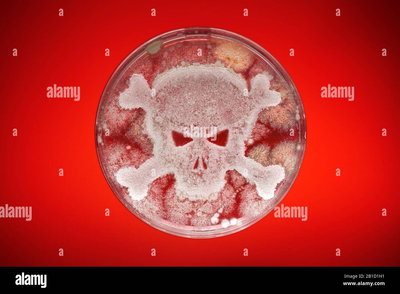 Petri dish growing bacteria in the shape of a skull and crossbones ...