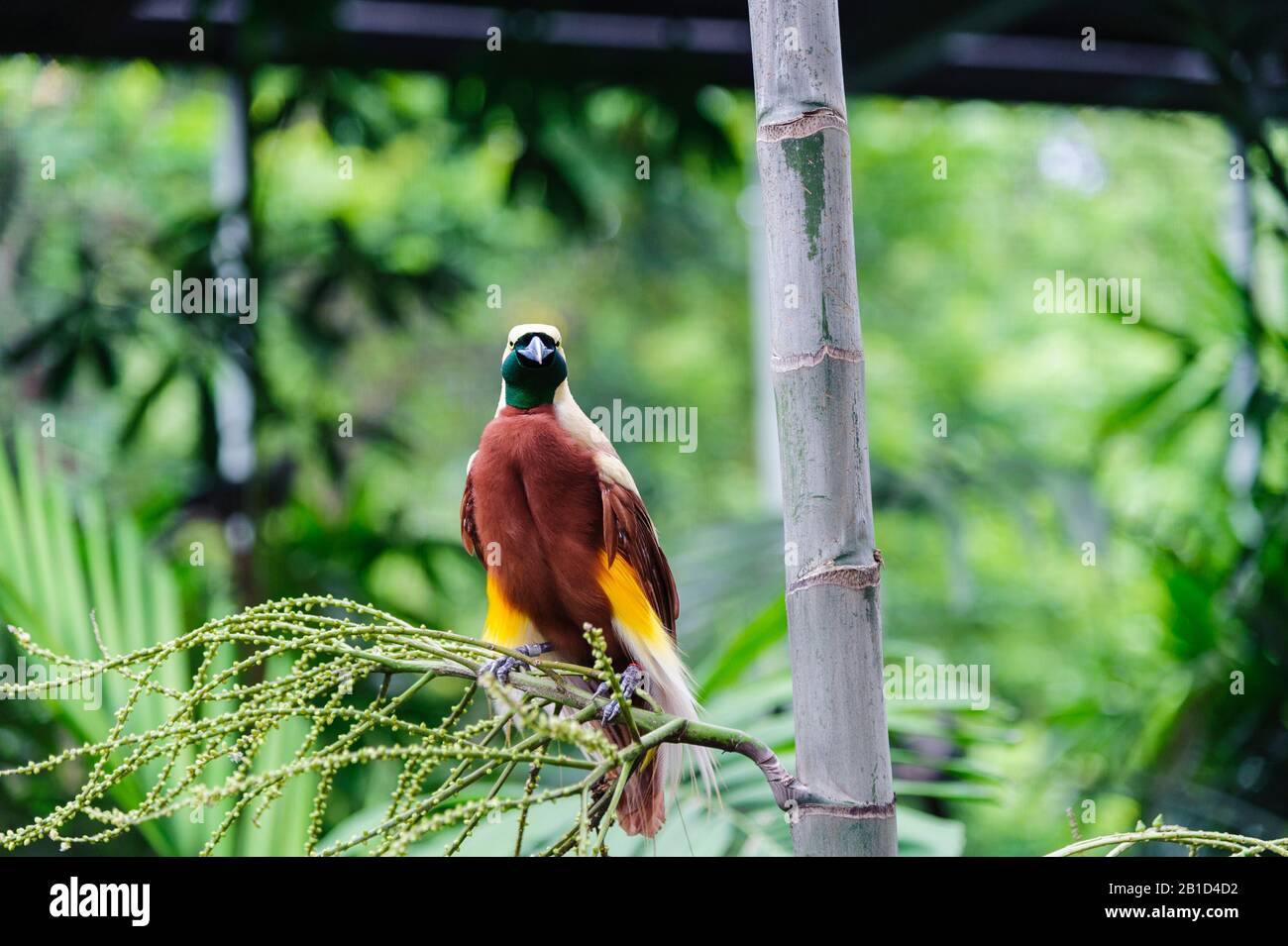 Lesser Bird-of-paradise (Paradisaea minor), Jurong Bird Park, Singapore ...