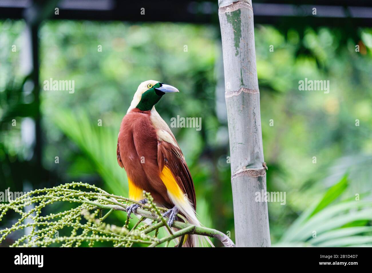 Lesser Bird-of-paradise (Paradisaea minor), Jurong Bird Park, Singapore ...