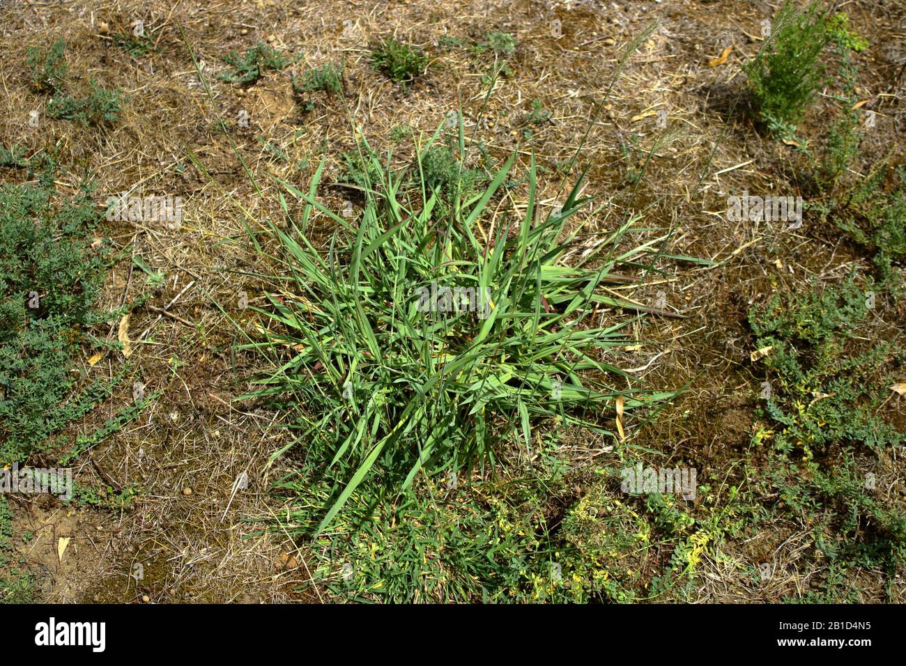 Common signal grass, Urochloa Brizantha- found as a noxious week in ...