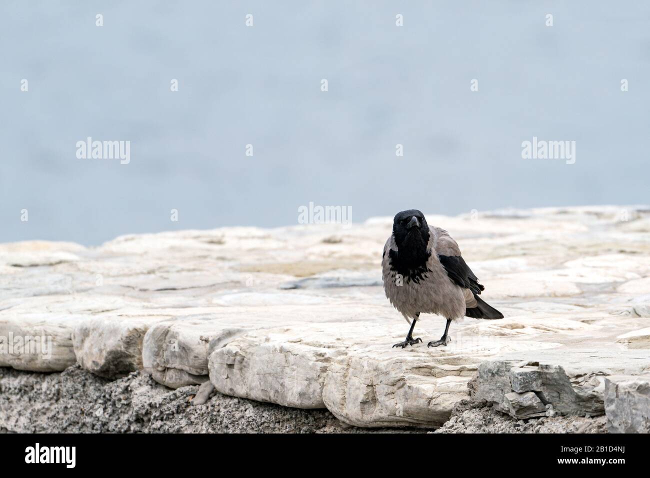 Black crow home hi-res stock photography and images - Alamy