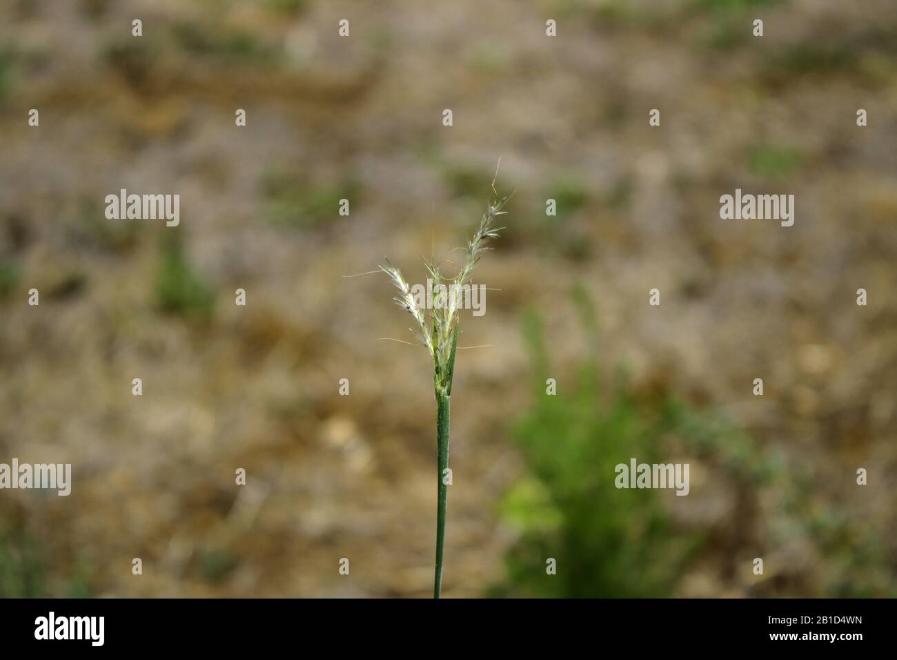 Noxious australian weed hi-res stock photography and images - Alamy