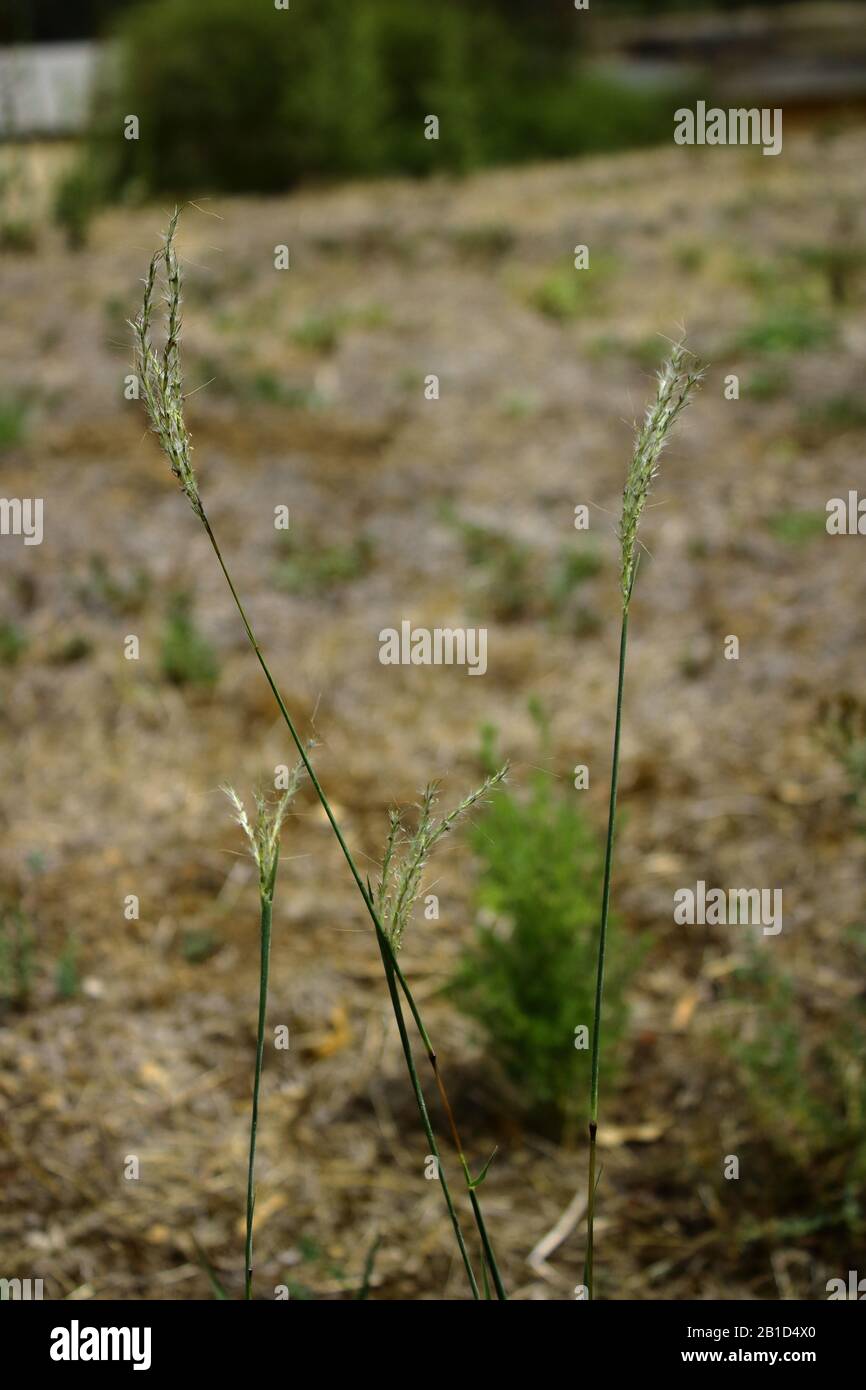 Common australian weed hi-res stock photography and images - Alamy