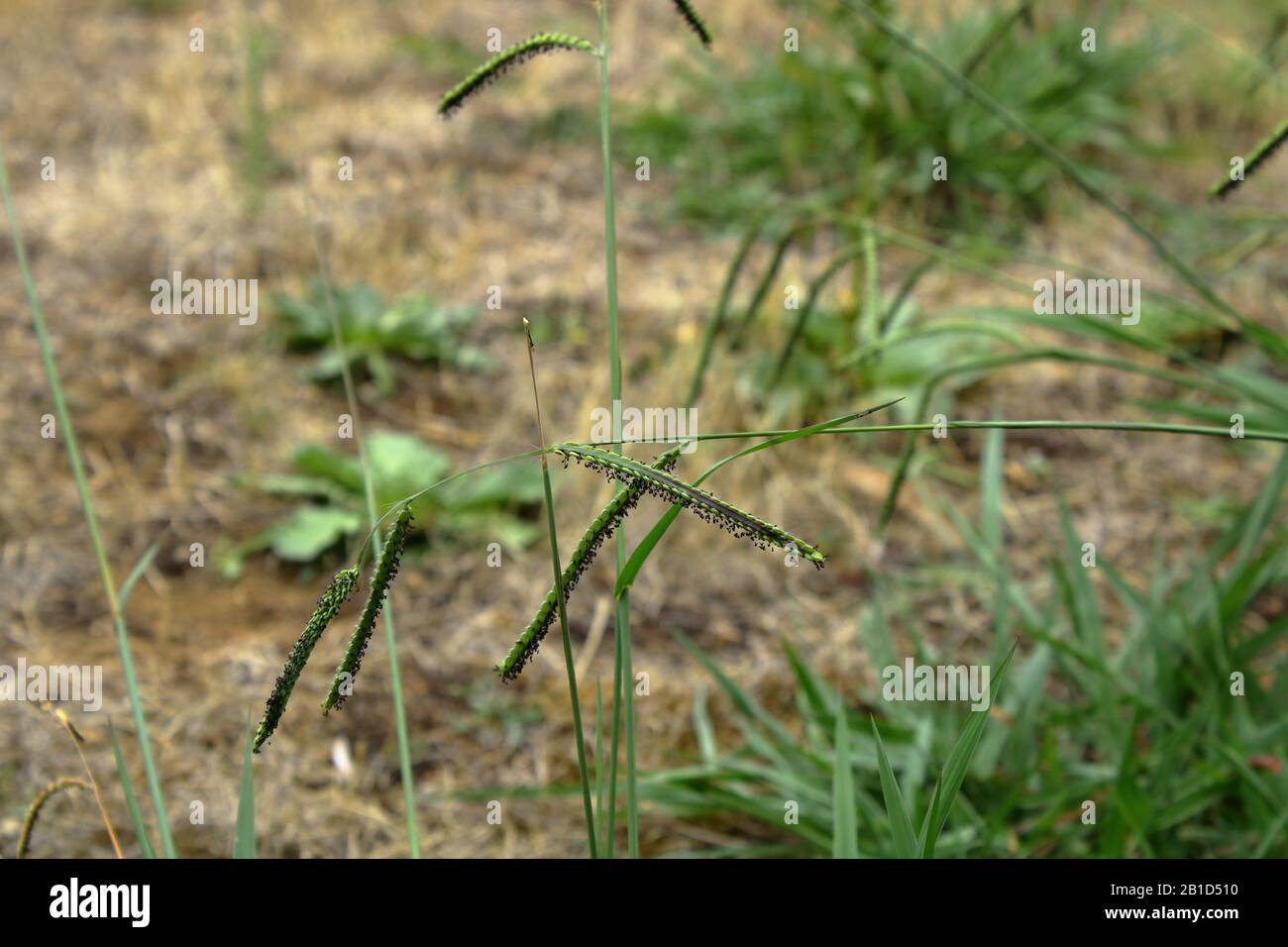 Noxious australian weed hi-res stock photography and images - Alamy