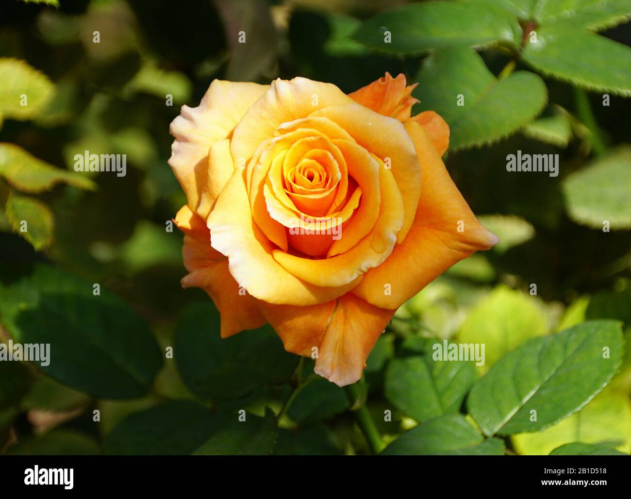 Beautiful orange hybrid tea rose flower at full bloom Stock Photo - Alamy