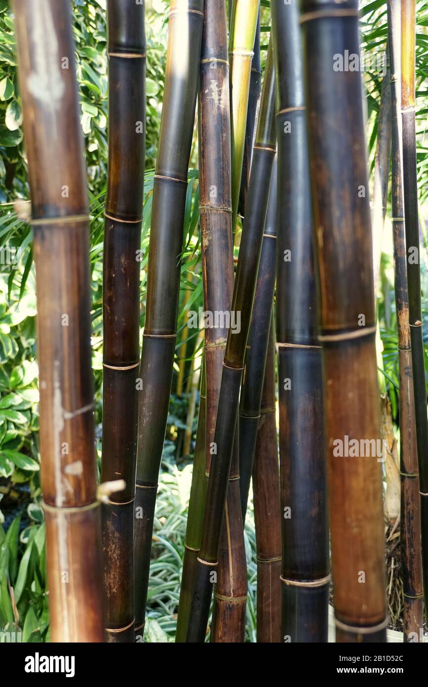 Timor Black Bamboo, a tropical plant from Indonesia Stock Photo - Alamy