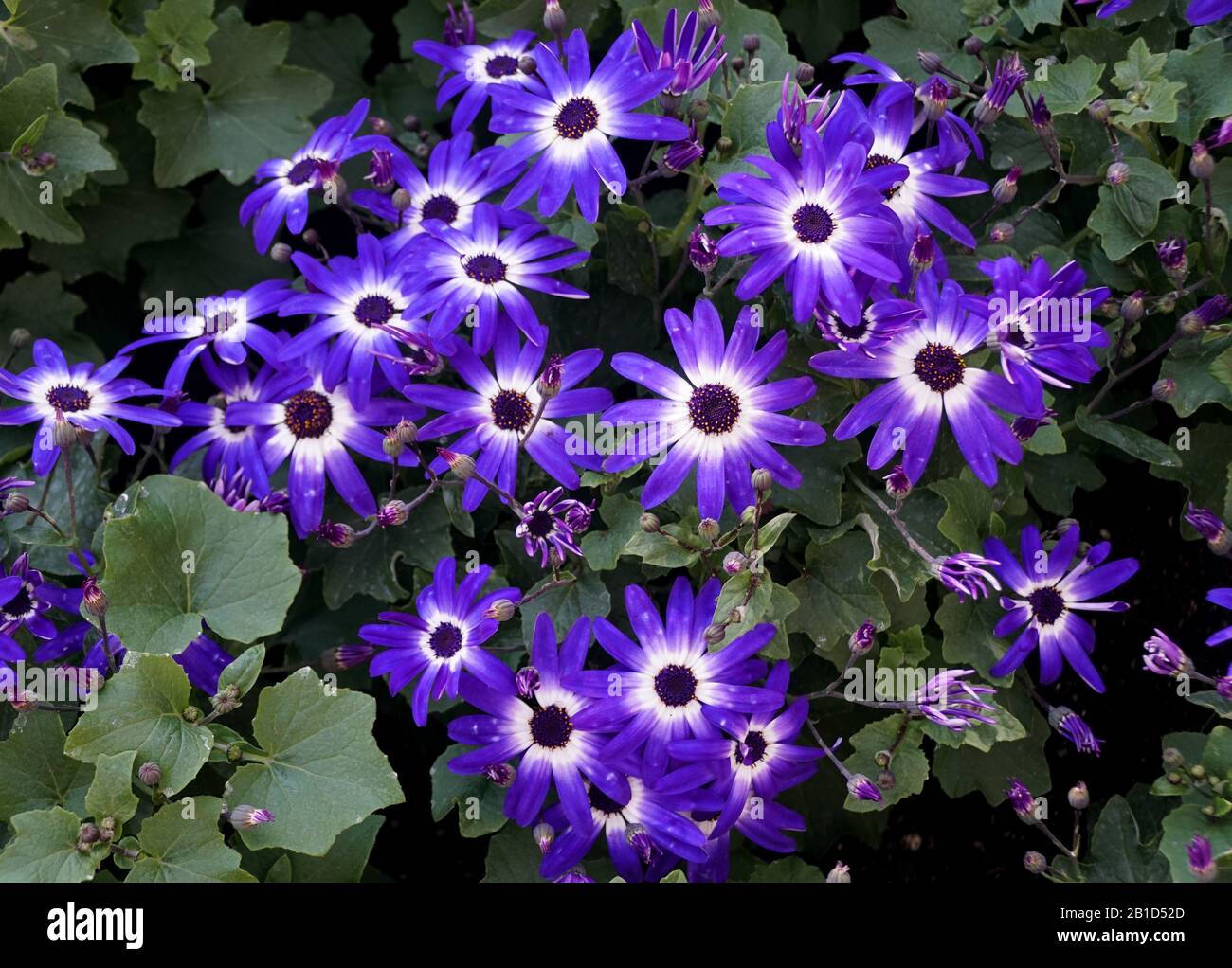 Purple pericallis hi-res stock photography and images - Alamy