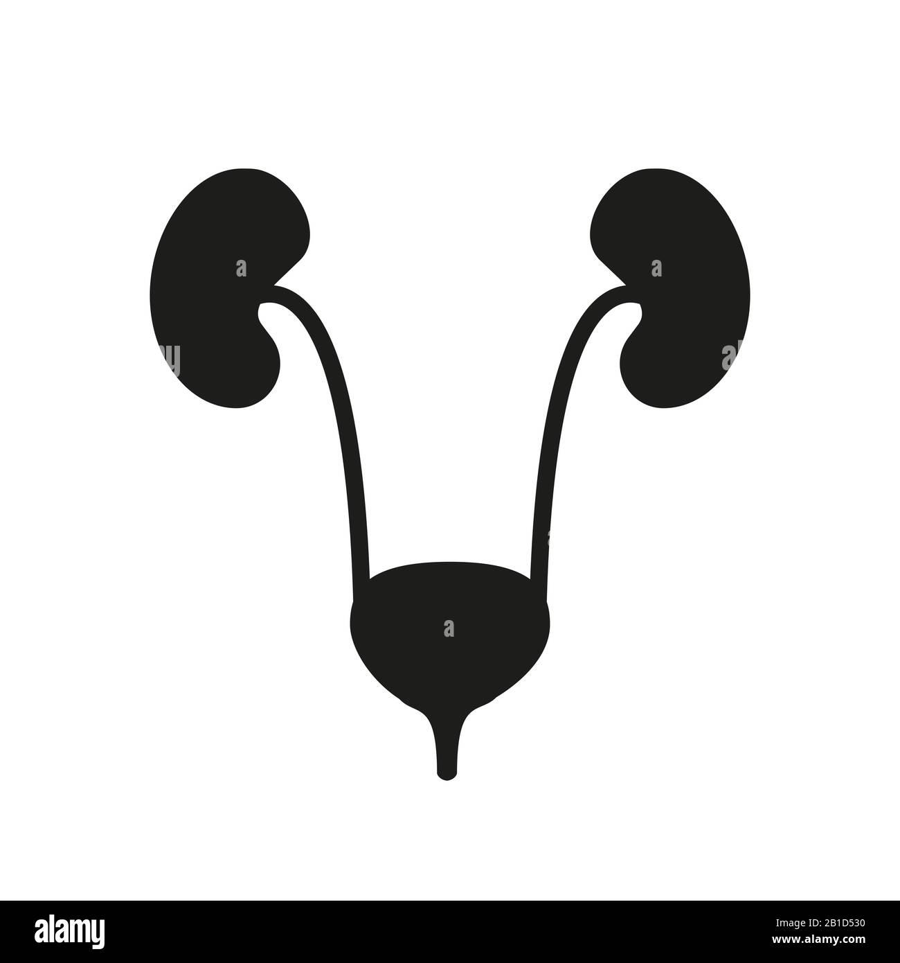 Human urinary bladder system with kidneys, ureters and urethra flat ...