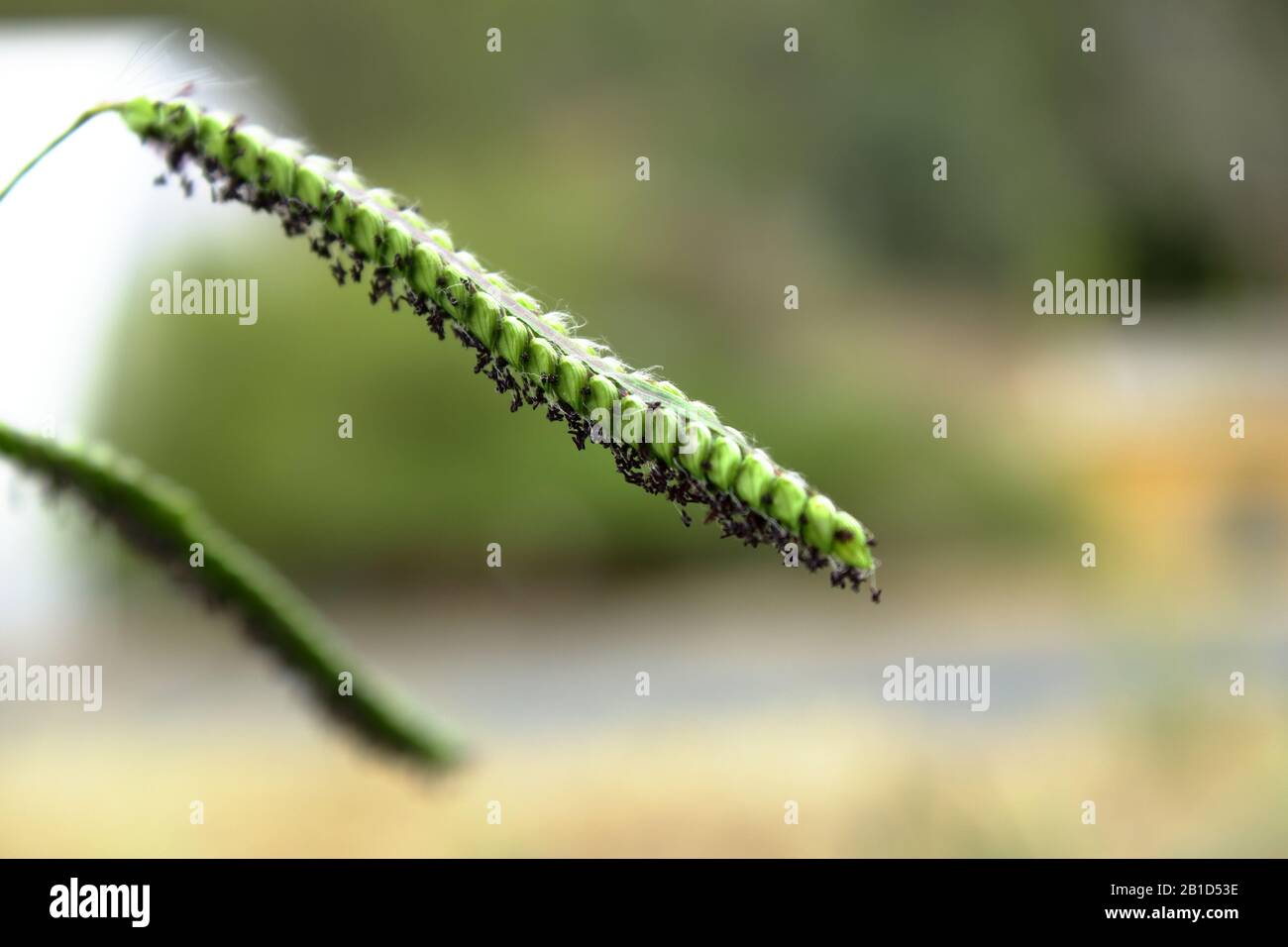 Common signal grass, Urochloa Brizantha- found as a noxious week in ...