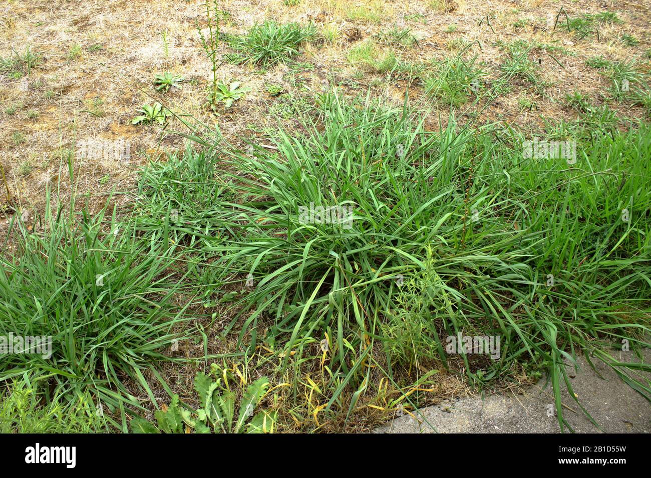 Signal grass hi-res stock photography and images - Alamy