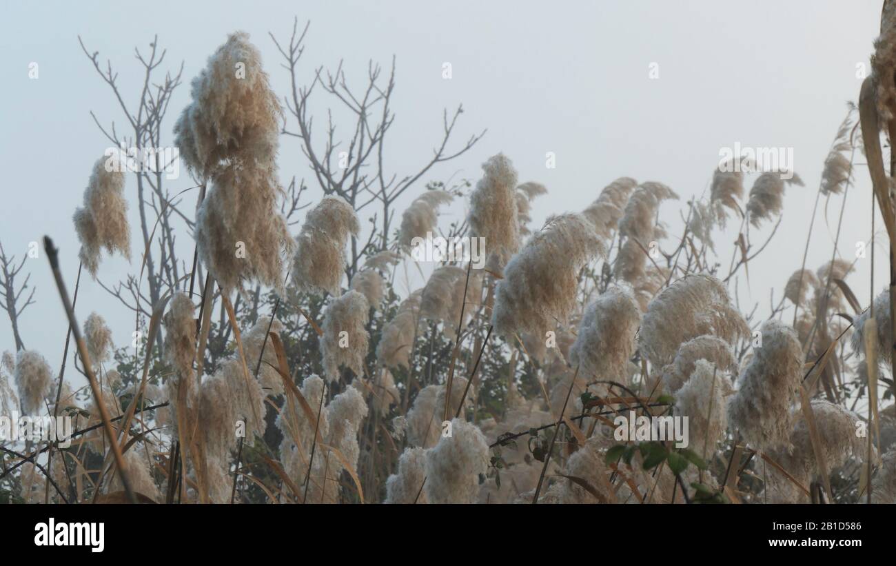 Seeding vegetation hi-res stock photography and images - Alamy