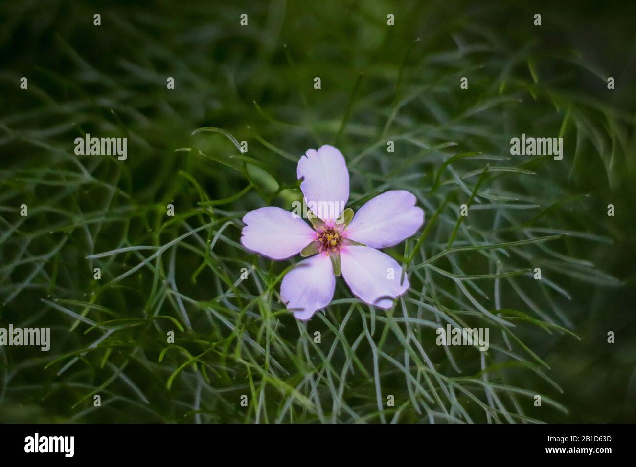 beautiful white almond blossom on green grass Stock Photo - Alamy
