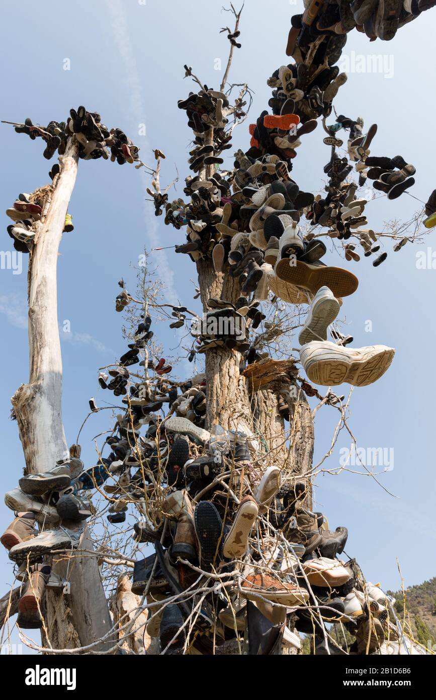 Shoe tree hi-res stock photography and images - Alamy