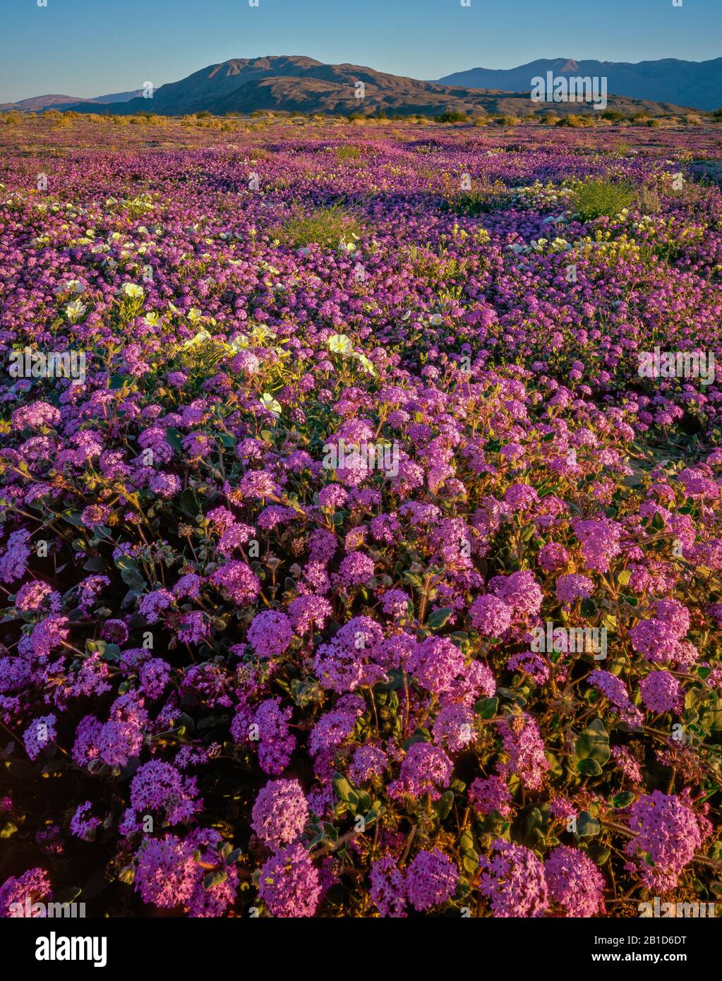 Sand Verbena, Abronia villosa, Dune Primrose, Oenothera deltoides, Anza ...