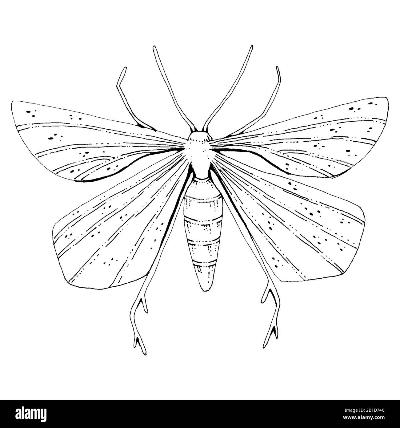 Beautiful mystic vintage black ink moth. Isolated on white background ...
