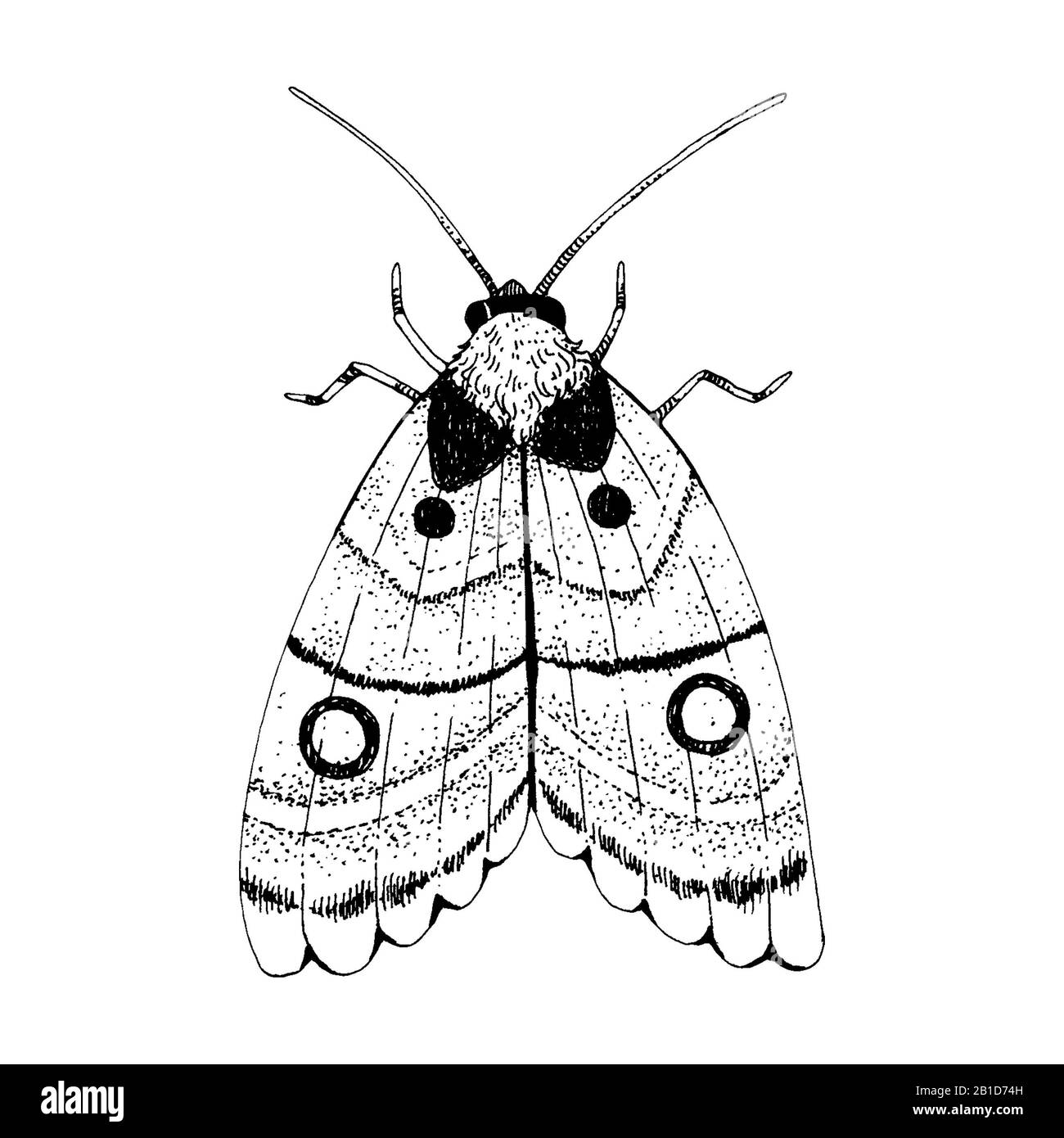 Beautiful mystic vintage black ink moth. Isolated on white background ...