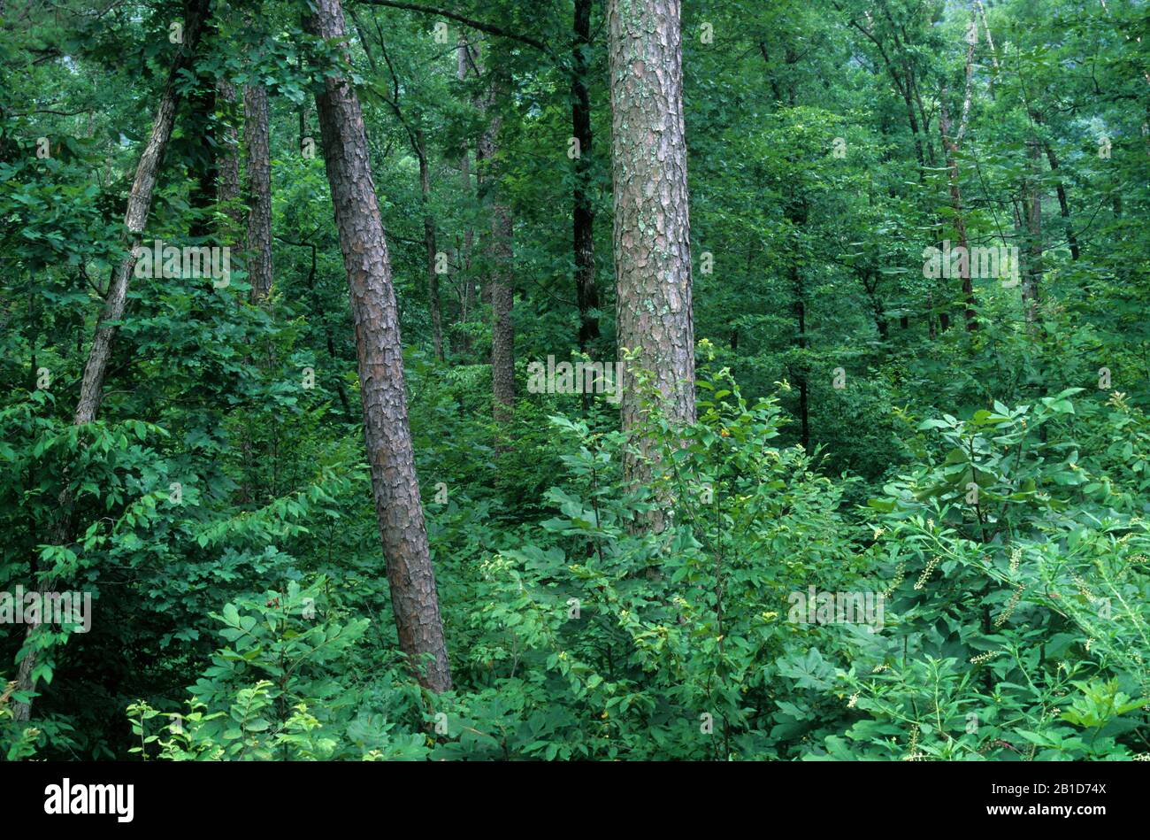 Forest, Ouachita National Forest, Arkansas Stock Photo - Alamy