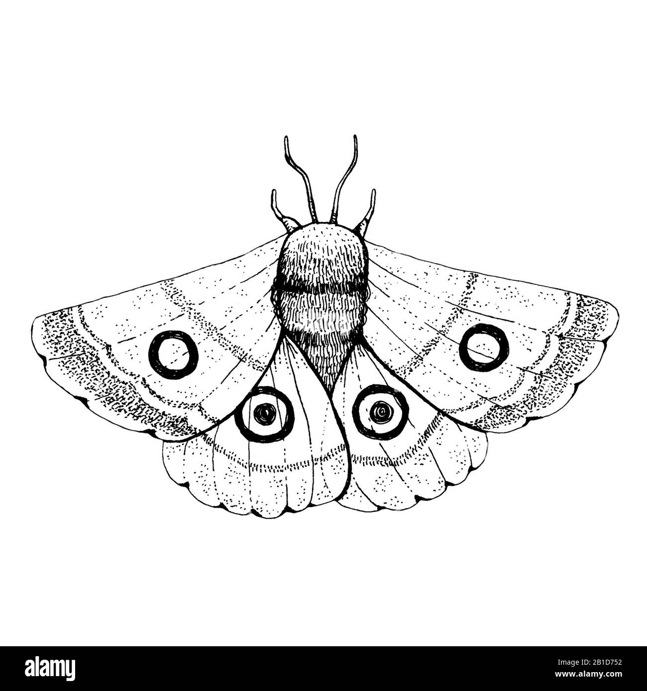 Beautiful mystic vintage black ink moth. Isolated on white background ...