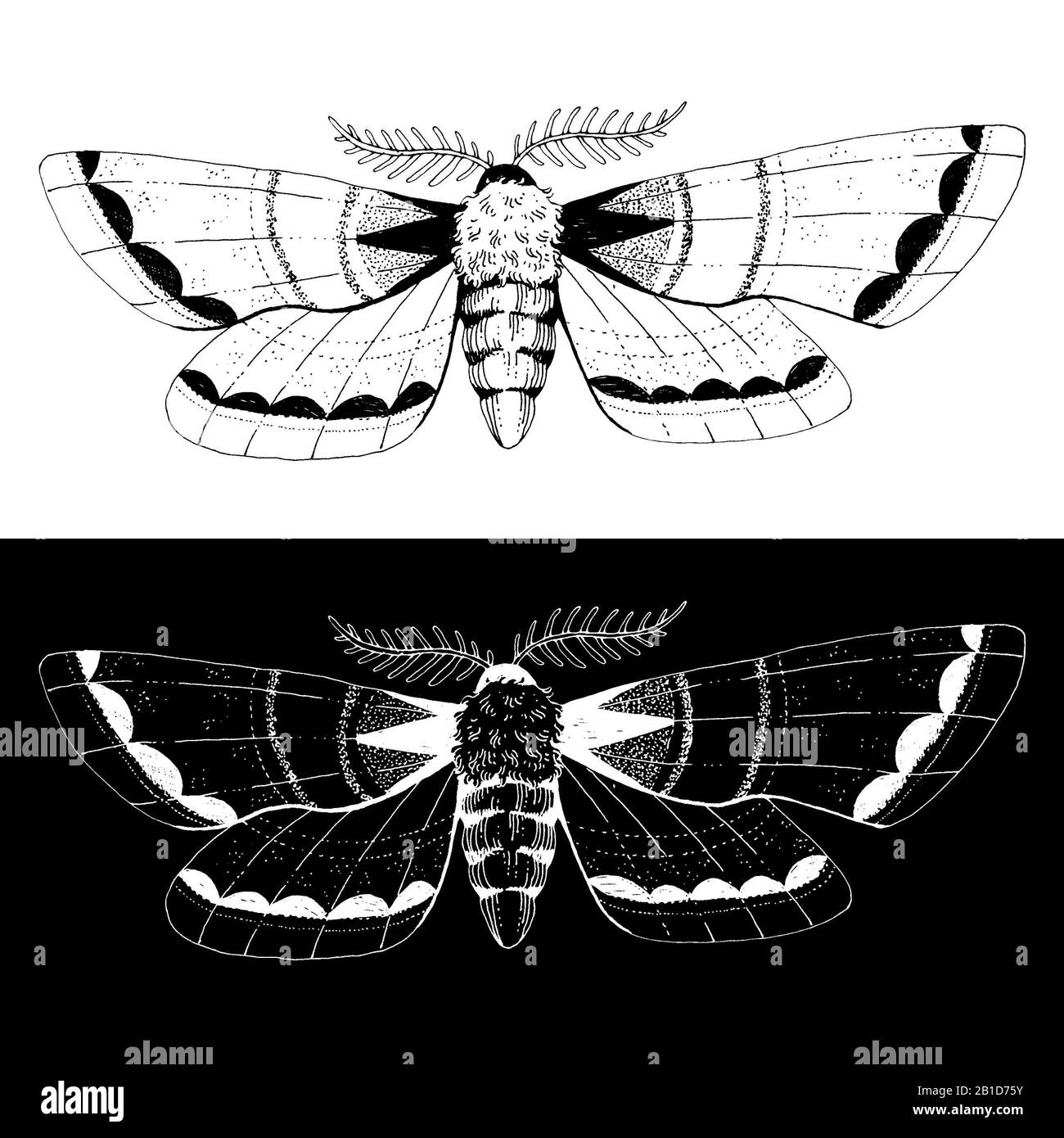 Beautiful mystic vintage black ink moth. Isolated on white background ...
