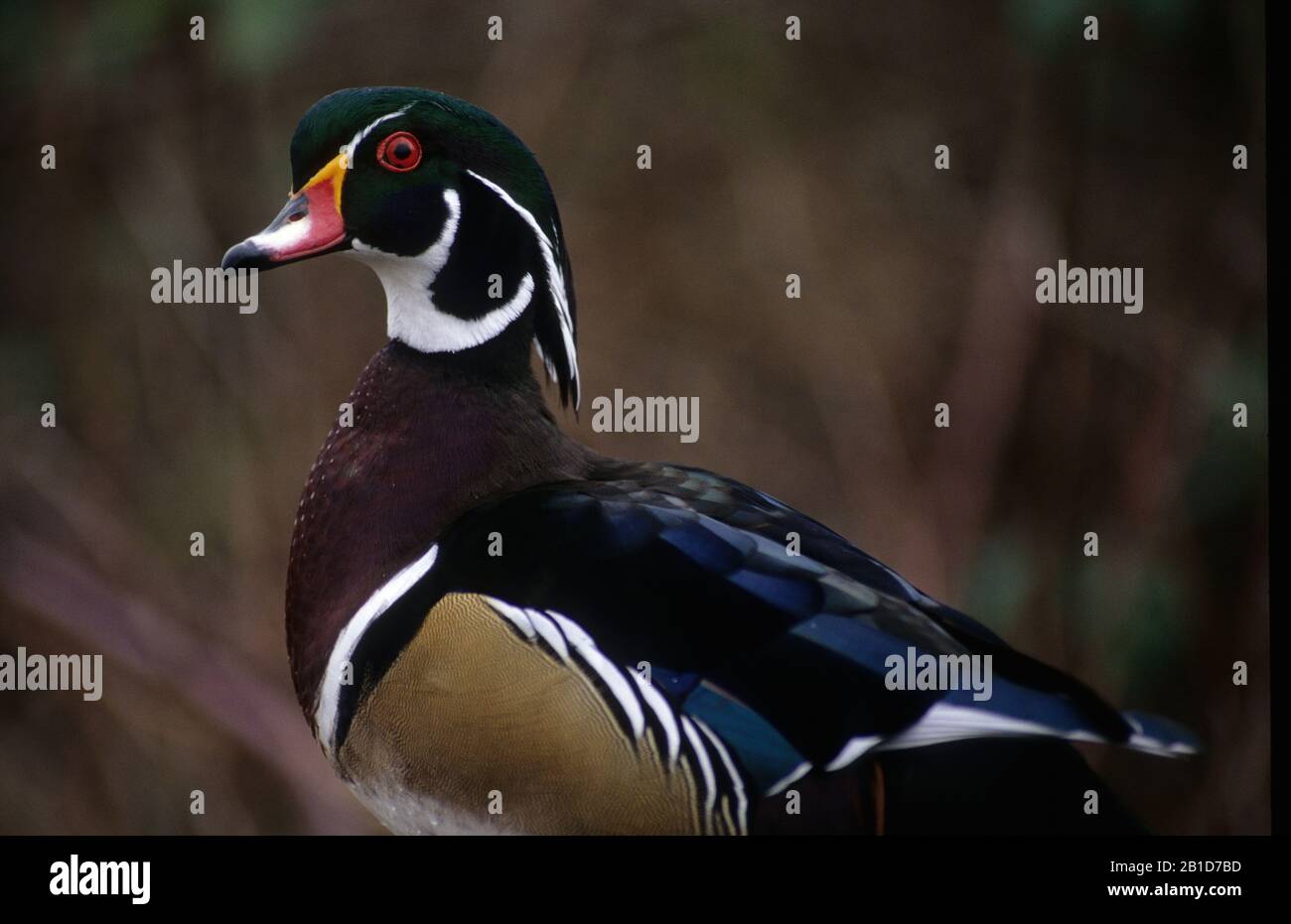 Wood duck, George C Reifel Migratory Bird Sanctuary, British Columbia ...