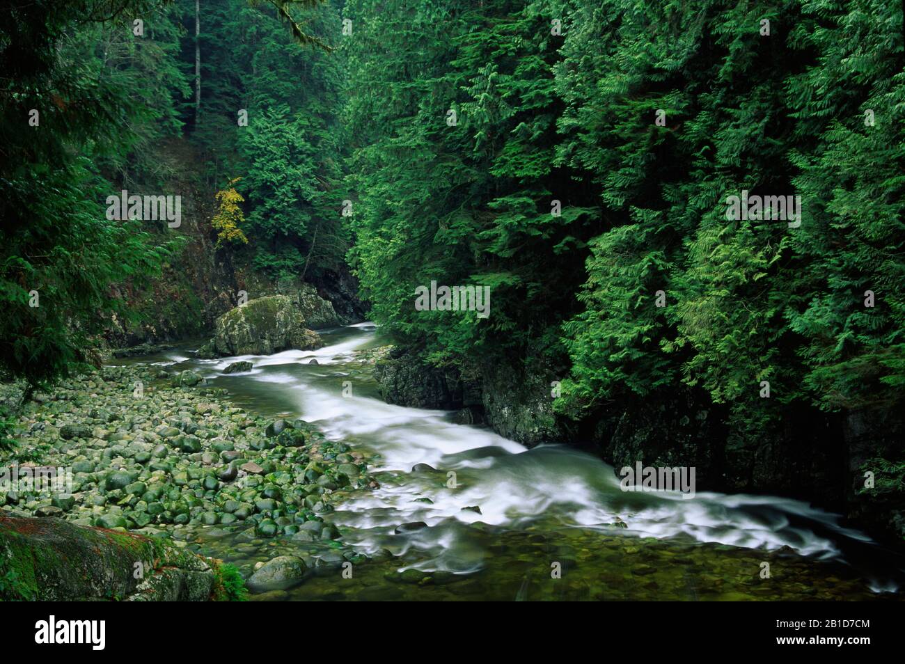 Capilano River, Capilano River Regional Park, British Columbia, Canada ...