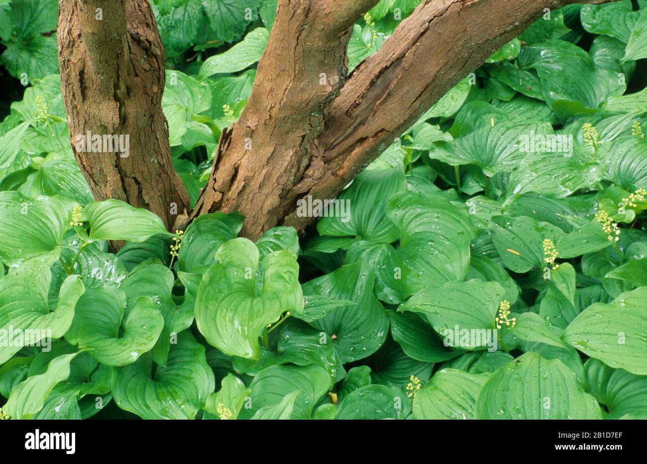 Wildflowers british columbia hi-res stock photography and images - Alamy