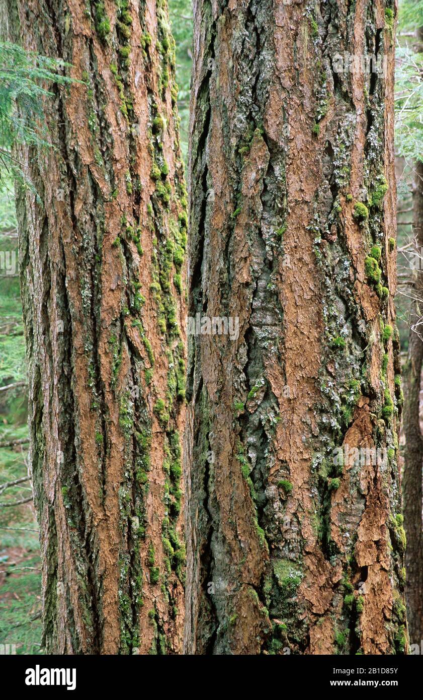 Douglas fir bark hi-res stock photography and images - Alamy