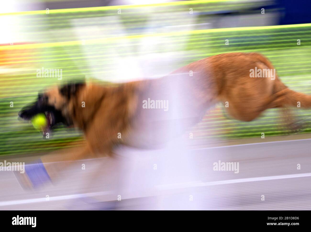 Animal house fly ball hi-res stock photography and images - Alamy