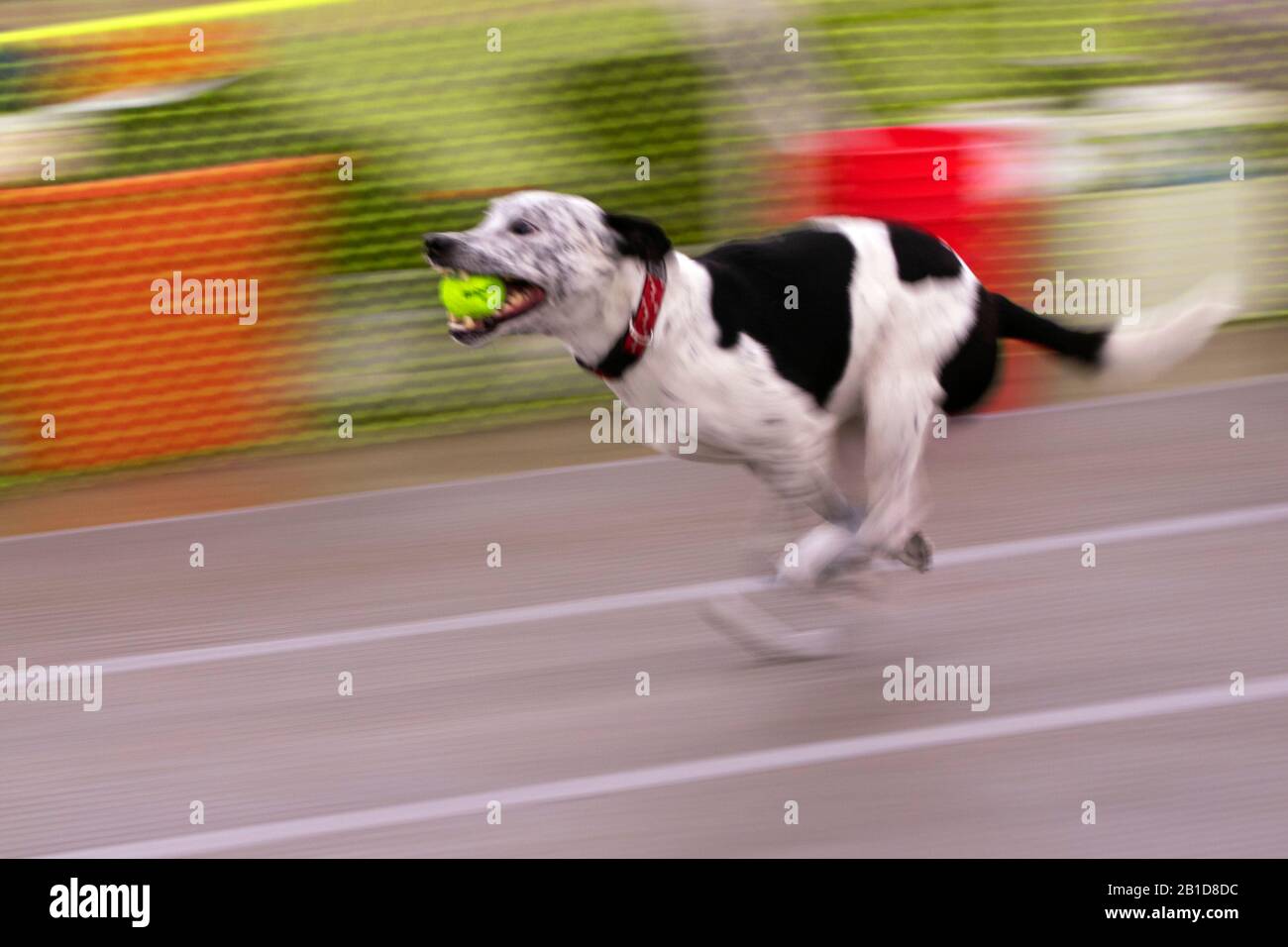 Animal house fly ball hi-res stock photography and images - Alamy