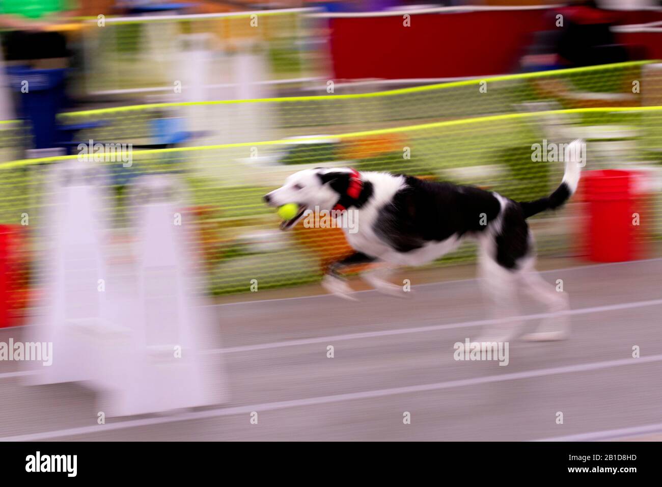 Animal house fly ball hi-res stock photography and images - Alamy
